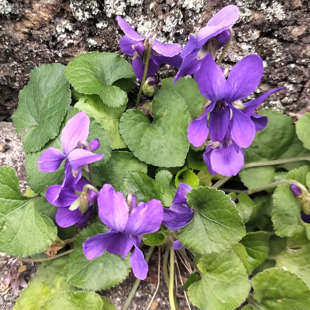 » IMG_20240229_1125021